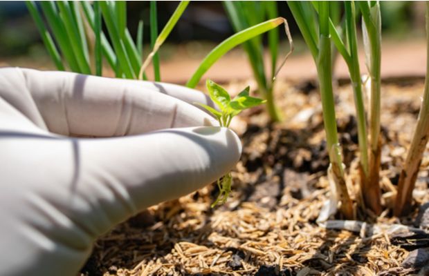 EPO clarifies law on plant and animal patentability | Life Sciences ...